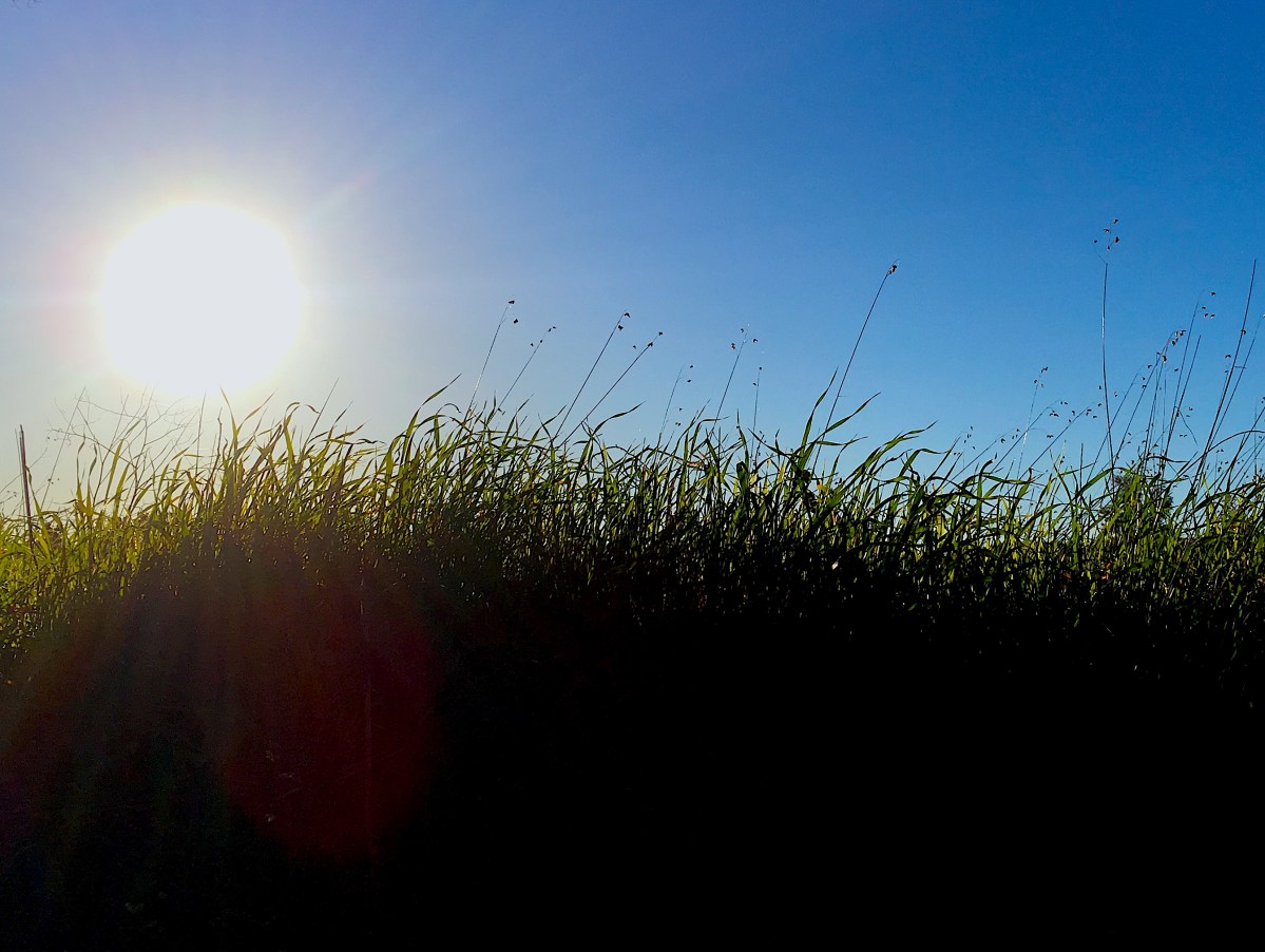 The meaning of free. – thirtyseven